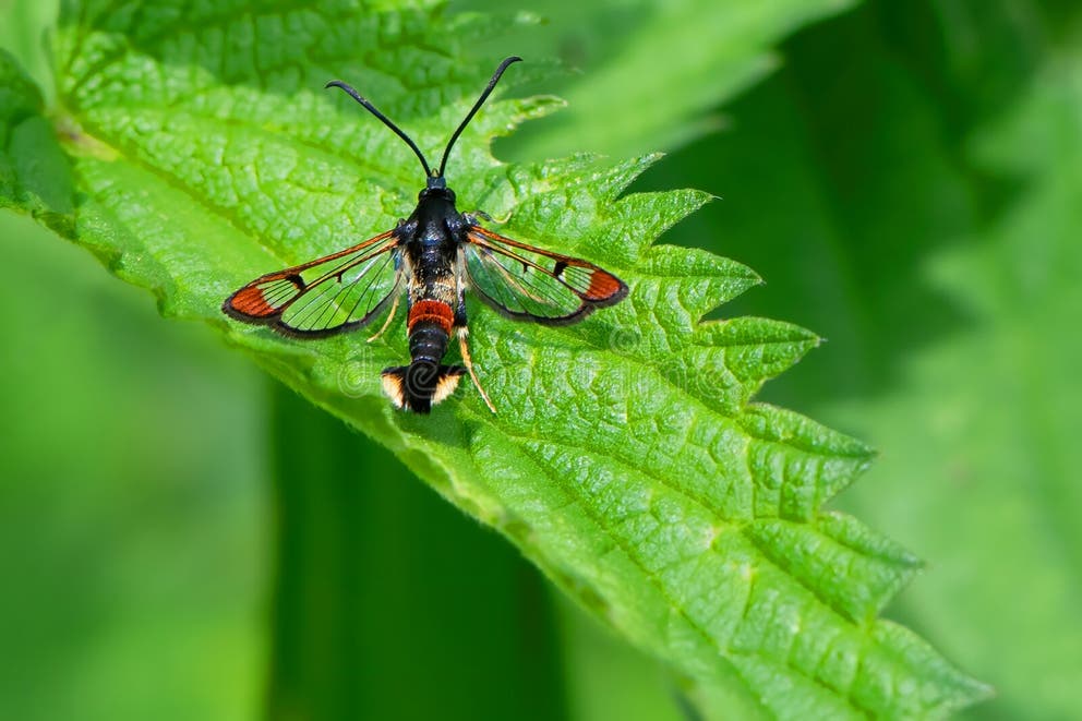 Willow Wasp Butterfly on a Leaf Stock Image - Image of lepidoptera ...