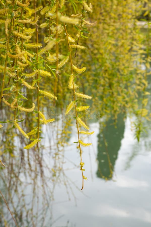 Willow by the Water with a Reflection. Flowering Willow in Early Spring ...