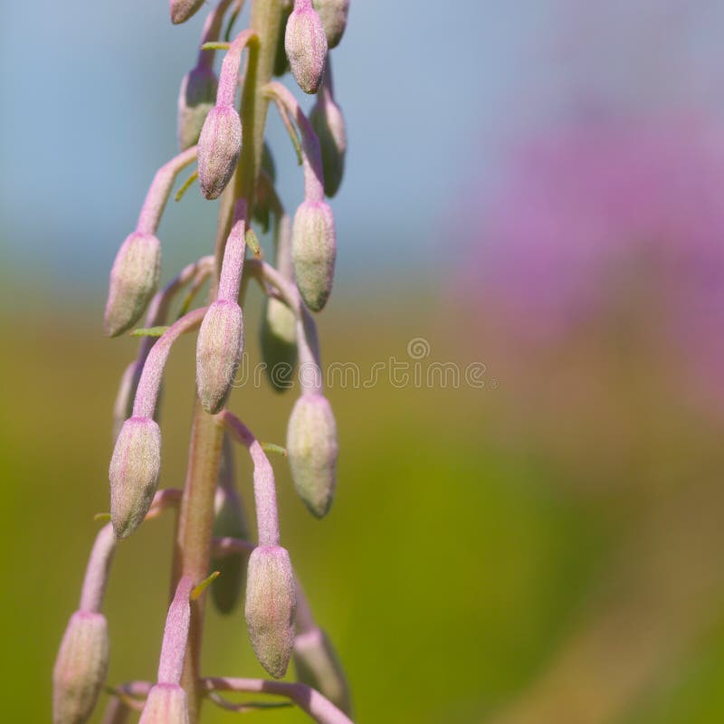 Willow weed buds in spring stock image. Image of plant - 77105845