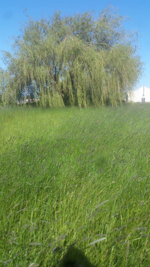 Willow 2 stock photo. Image of willow, oregon, city - 132918656