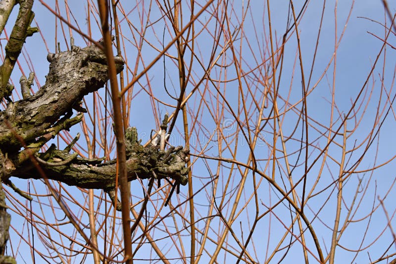 Willow Wicker Spring, the Old Willow. Stock Photo - Image of macro ...