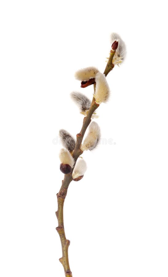 Willow, Willow Branch on a White Background Isolated Stock Photo ...