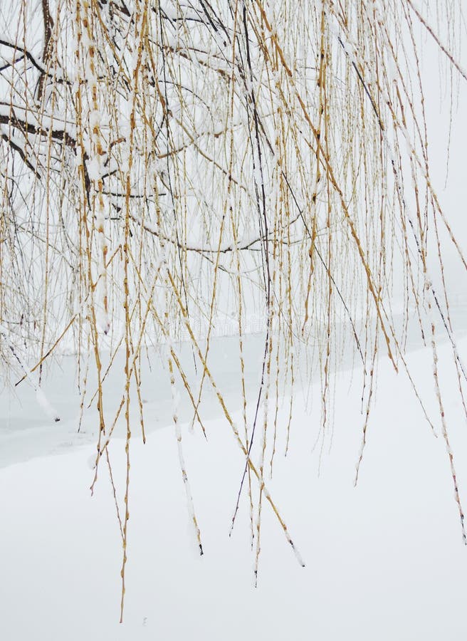 Willow winter tree stock image. Image of rural, misty - 38360429