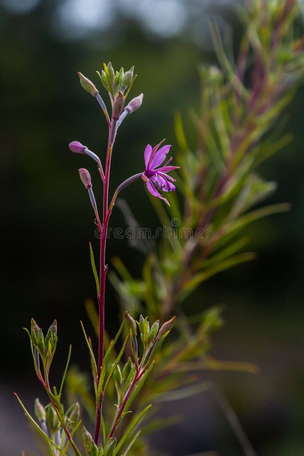 Willowherb Epilobium Angustifolium. Blooming Sally Epilobium ...