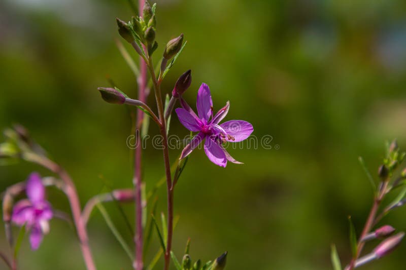 Willowherb Epilobium Angustifolium. Blooming Sally Epilobium ...
