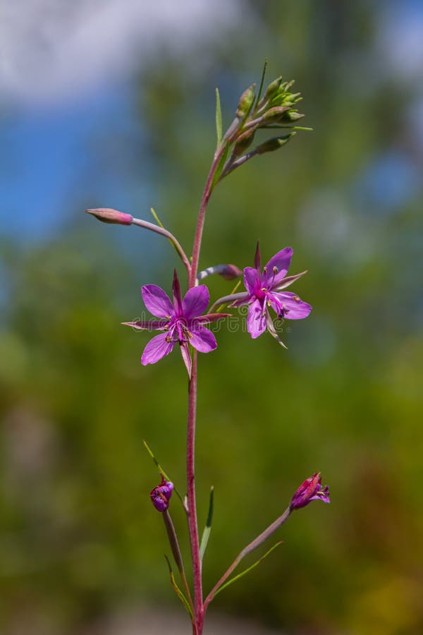 Willowherb Epilobium Angustifolium. Blooming Sally Epilobium ...