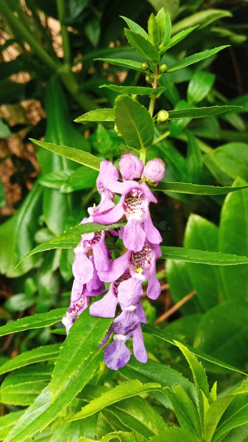 Willowleaf Angelon is Small Fragrant Purple Flower. Stock Photo - Image ...