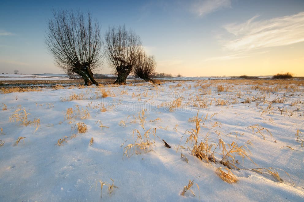 Willows in the Meadow at Sunset. Stock Photo - Image of clear ...