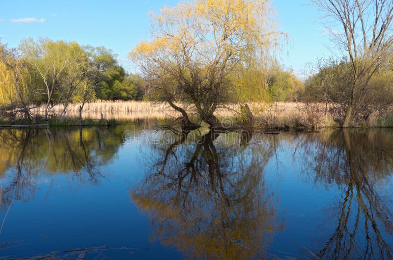 Willows Reeds and Pond in Spring Stock Image - Image of woods, west ...