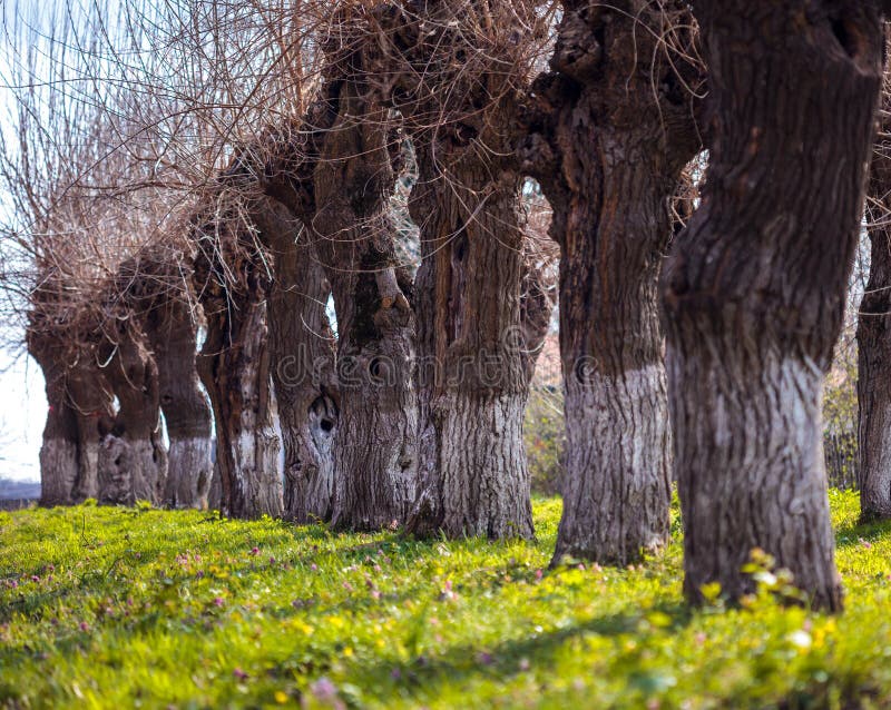 Willows in a row stock image. Image of rural, woods, vibrant - 69315447