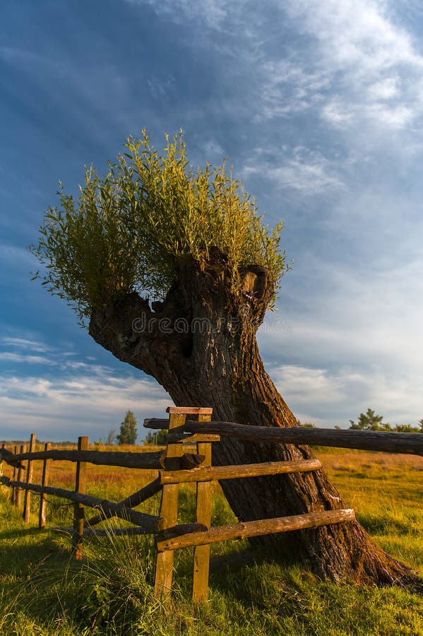 Willows at sunset stock image. Image of field, view, bark - 42507357