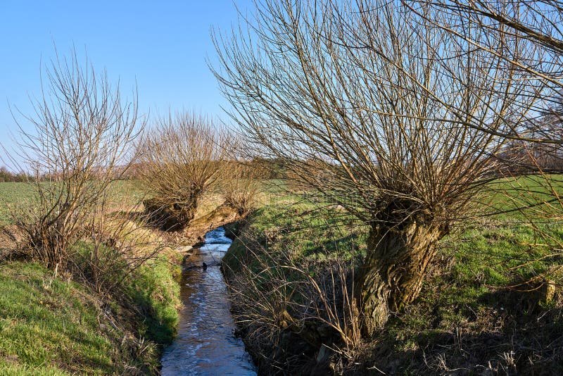 Willows Tree on a Stream on a Sunny Early Spring Day Stock Photo ...