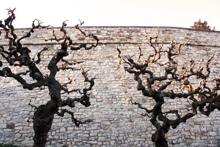 Corkscrew Willow Trees Stock Photos - Free & Royalty-Free Stock Photos ...