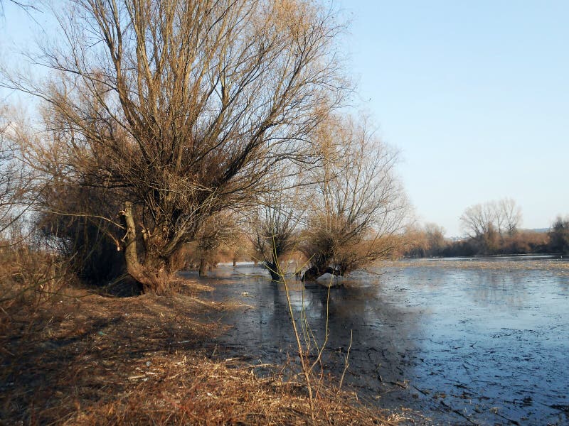 Willows stock image. Image of willow, river, light, clear - 89074019