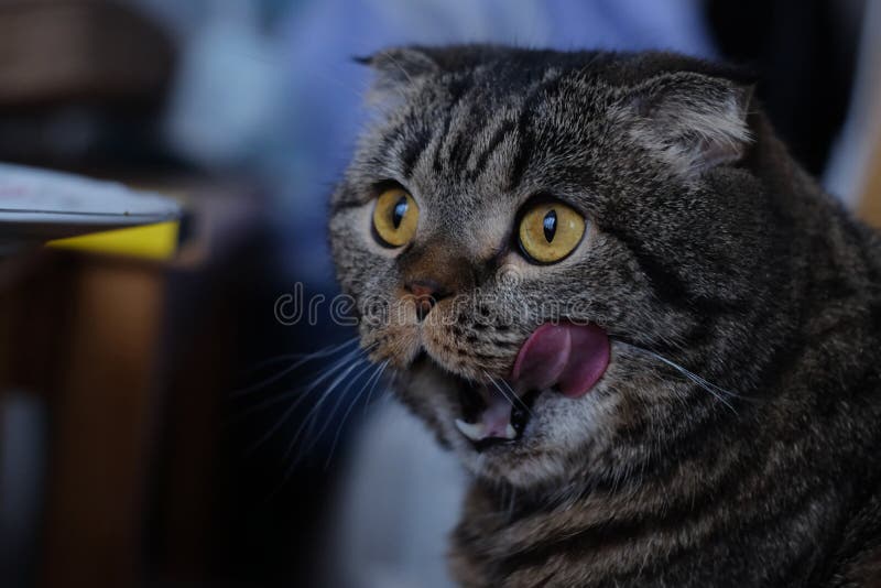 Willy cat stock photo. Image of mammal, willy, wildcat - 209198638