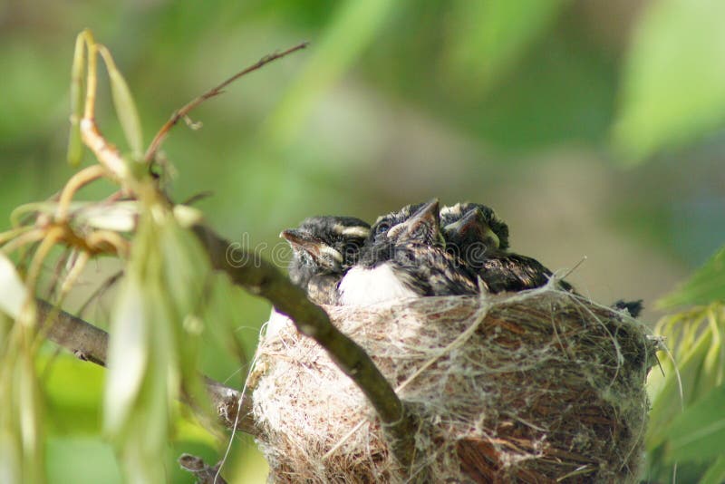 Rusty Old Ute arkivfoto. Bild av detta, sittande, mycket - 134738666