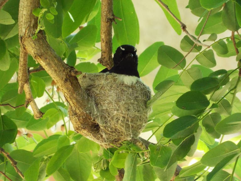 Willy wagtail nesting stock image. Image of wagtail, suit - 81202483