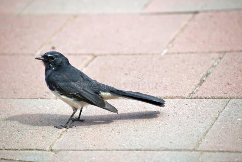 The Willy Wagtail is a Small Black and White Bird Stock Photo - Image ...