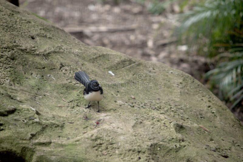 Willy Wagtain Stock Photos - Free & Royalty-Free Stock Photos from ...