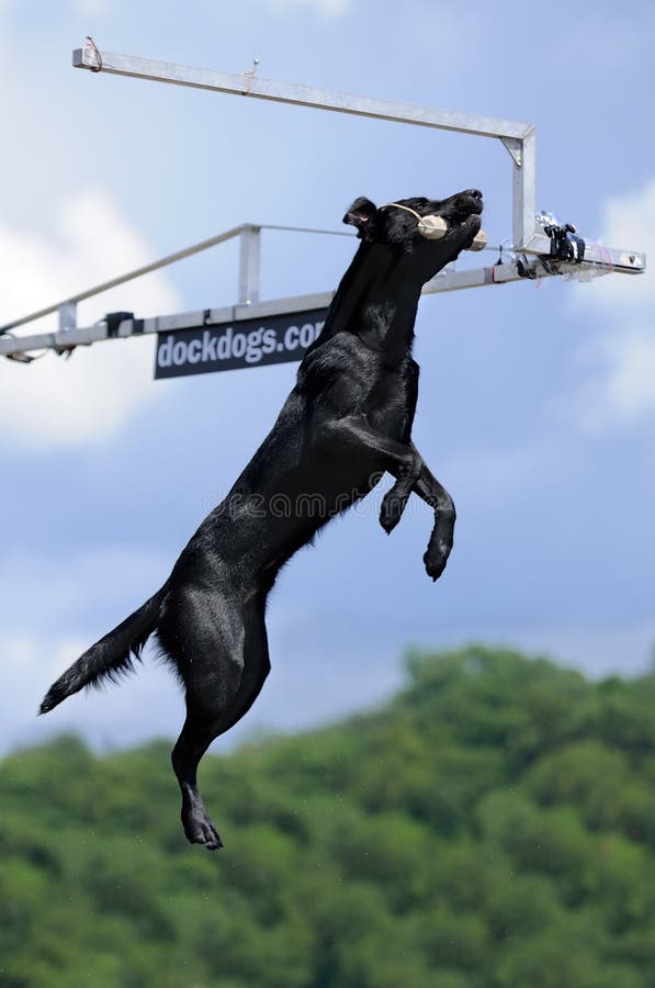 Wilson Makes the Nab editorial photography. Image of dogs - 10580952