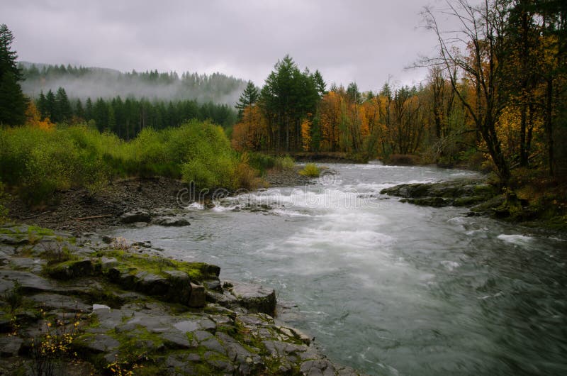 Wilson River Tillamook Forest Stock Photo - Image of water, forest ...