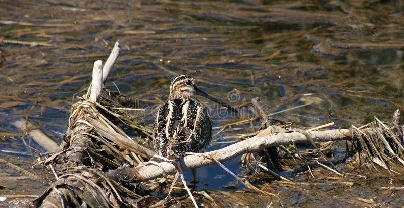 Wilson s Snipe stock image. Image of white, bill, nesting - 5553743