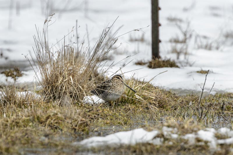 Wilson`s Snipe in Marshy Pasture Stock Photo - Image of cove, bristol ...