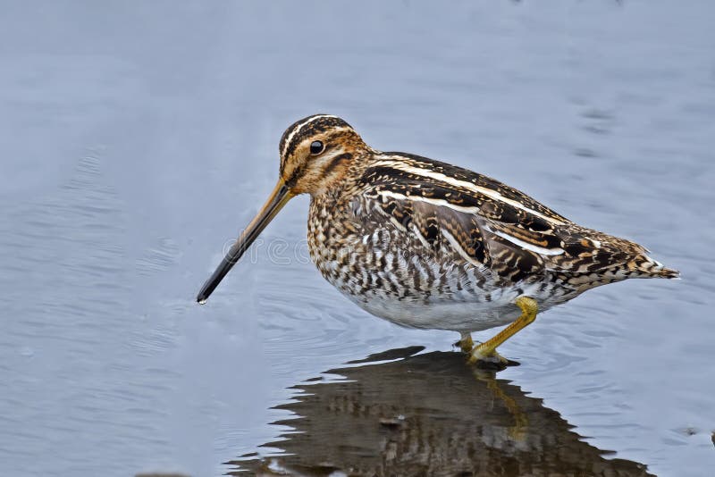 Wilson s Snipe stock image. Image of gallinago, migration - 70863129