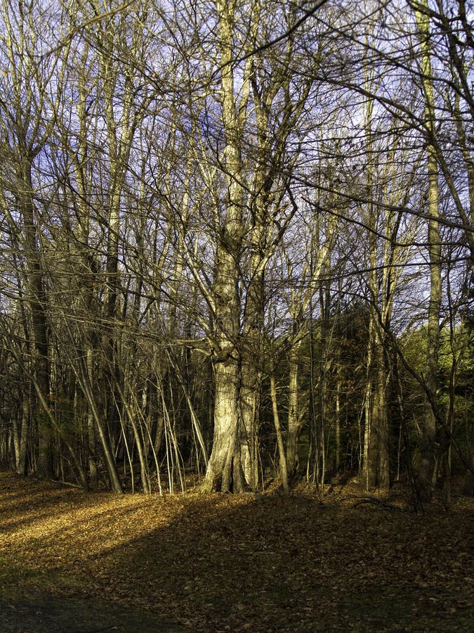 Wilson Woods stock image. Image of wilson, park, setting - 64286649