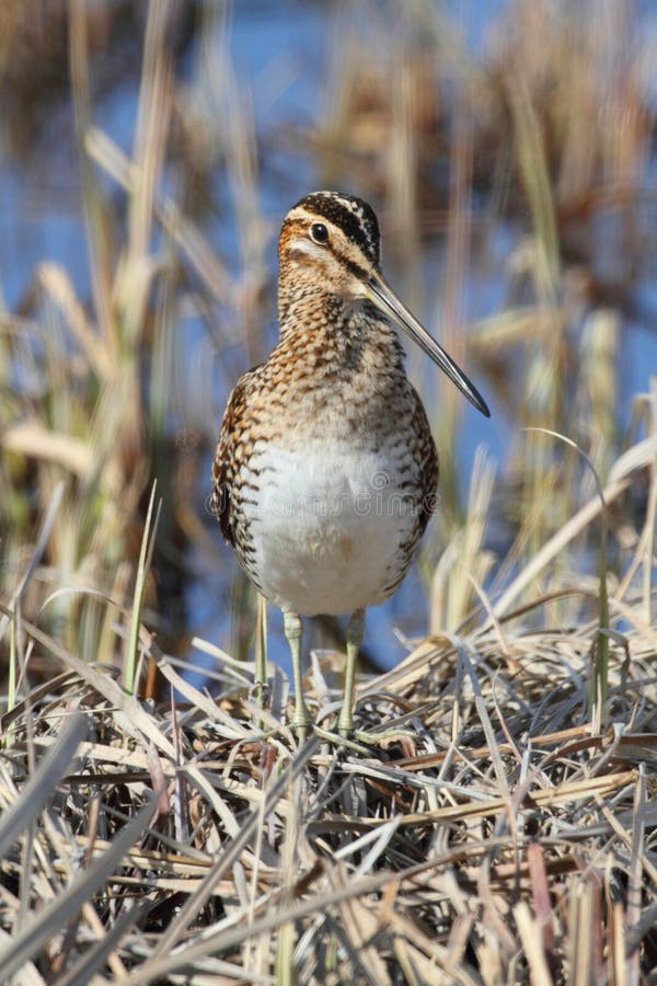 Wilsons Snipe stock photo. Image of alaska, beak, bill - 22431434