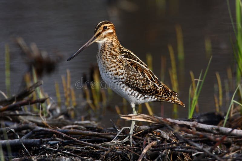 Common snipe stock photo. Image of common, bill, reed - 34576886