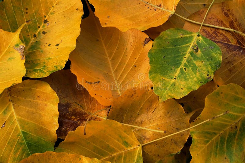 Wilt Yellow Bo Leaf Heap on the Floor Texture Background Stock Photo ...