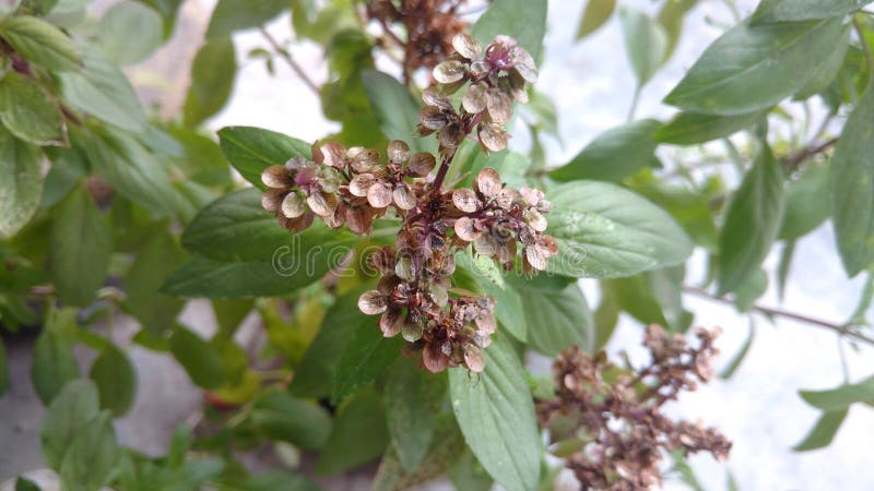Wilted Basil flower stock photo. Image of holy, herbal - 111626408
