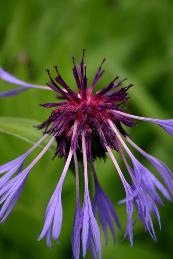 Wilted blue flower stock image. Image of flower, wilting - 11478243