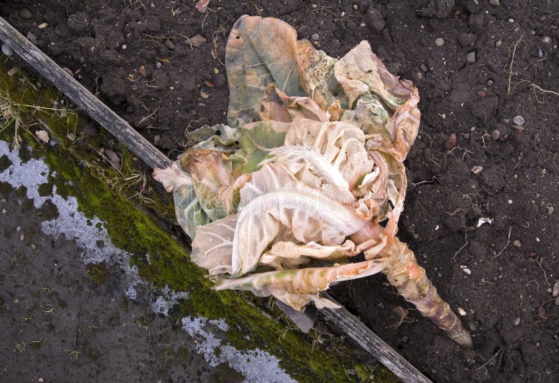 Wilted Cabbage stock image. Image of earth, organic, grow - 17459363