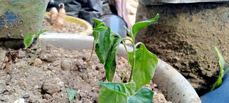 Wilted Chili Tree Seeds Stock Photos - Free & Royalty-Free Stock Photos ...