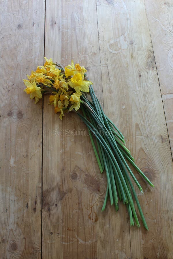 Wilted Cut Daffodils on a Wood Table Top Stock Photo - Image of flower ...