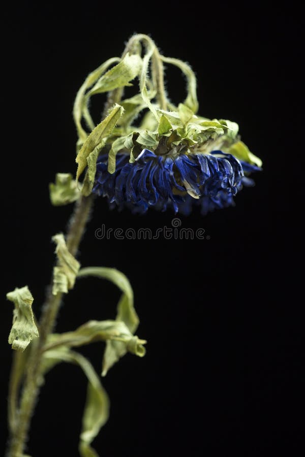 Dying Wilted Roses on Wooden Decking Background Stock Photo - Image of ...