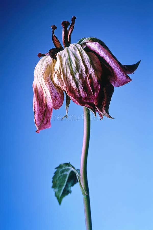 A Wilted Flower with Brown Petals and a Stem Stock Image - Image of ...