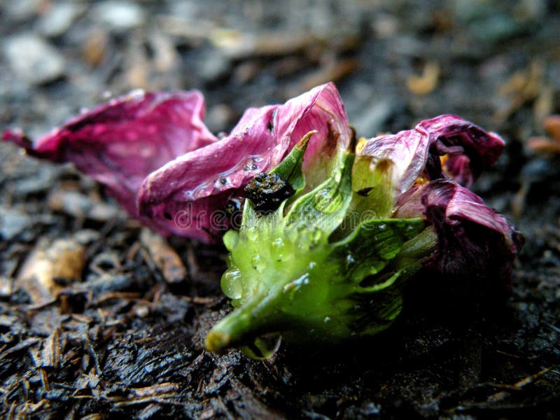 Wilted Flower stock image. Image of floral, decay, wilted - 70415831