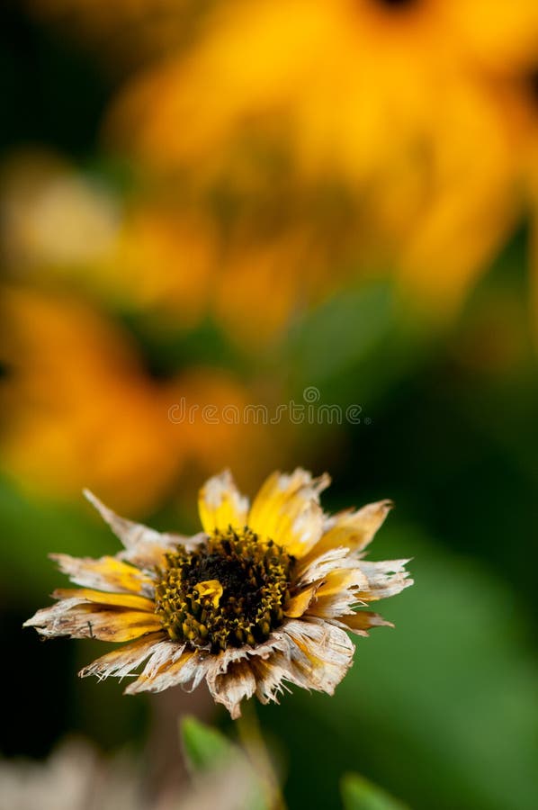 Wilted flower stock photo. Image of colors, white, flowers - 34366384