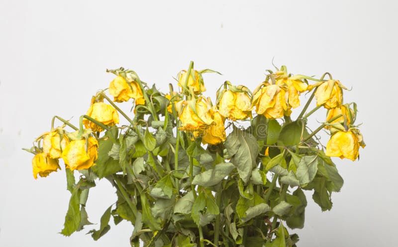 Wilted flowers stock photo. Image of green, dead, flowers - 34981944