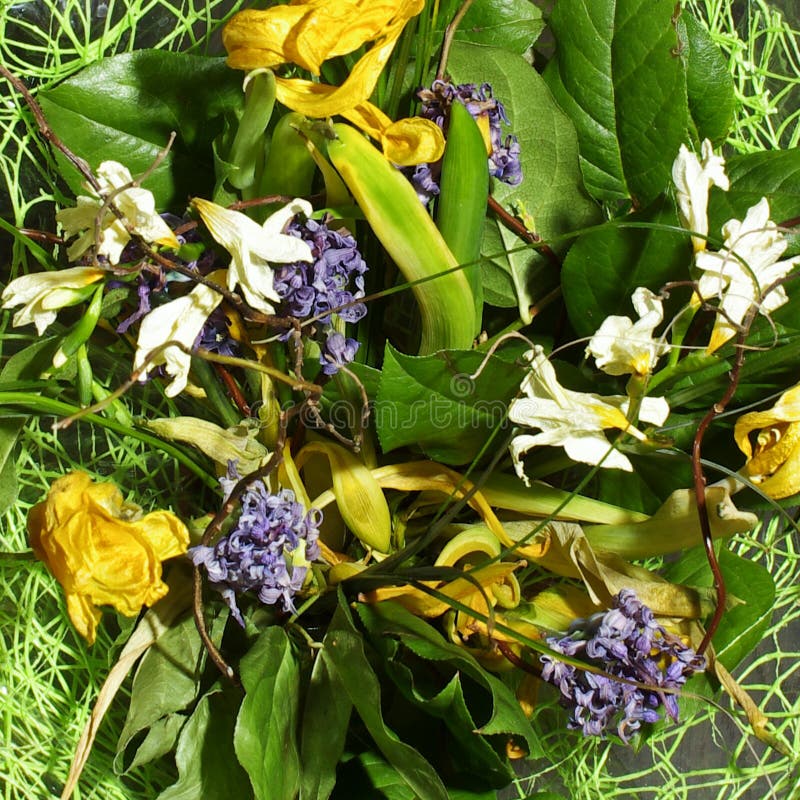 Wilted bouquet of flowers stock image. Image of blue - 37625317