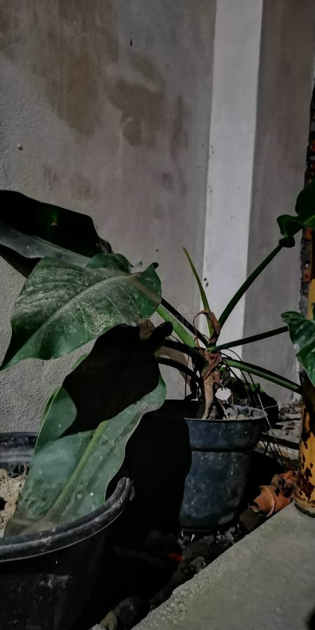 Wilted Flowers are Not Watered Very Very Pitiful Stock Photo - Image of ...