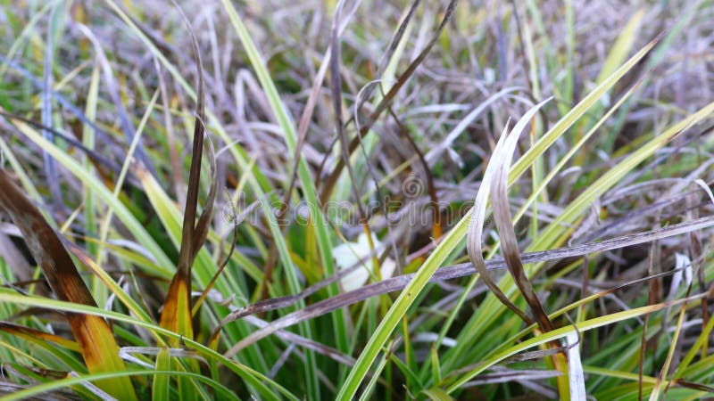 Wilted Grass Shines in the Sun in the Autumn Season. Stock Image ...