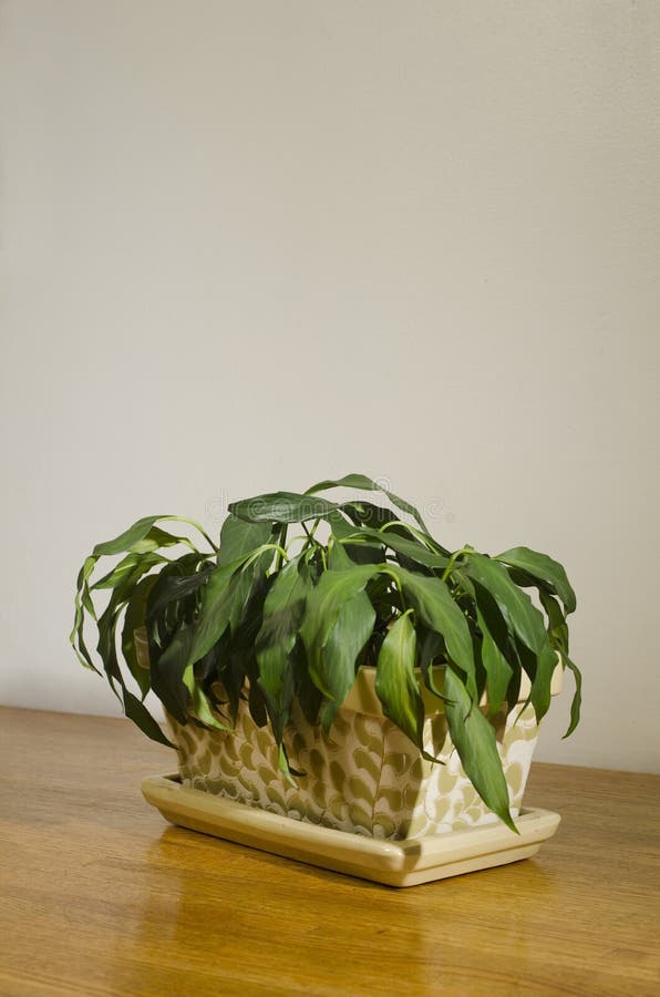 Wilted House Plant with Pitcher_3 Stock Image - Image of pitcher ...