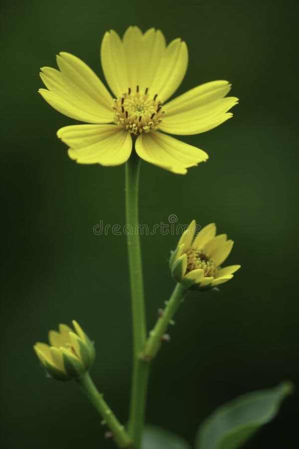 Yellow Isatis Stock Illustrations – 7 Yellow Isatis Stock Illustrations ...