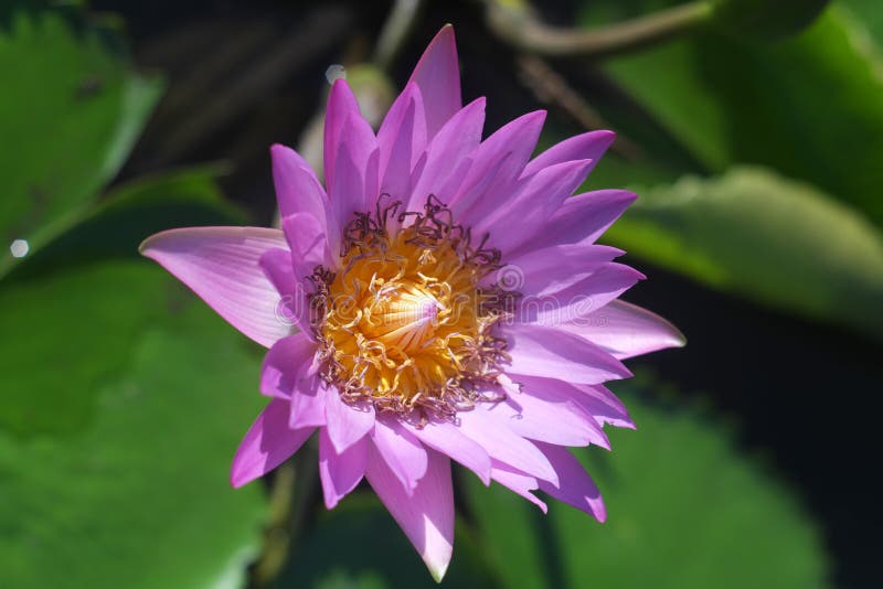 Lotus wilted stock photo. Image of hatched, greenleaf - 160626038