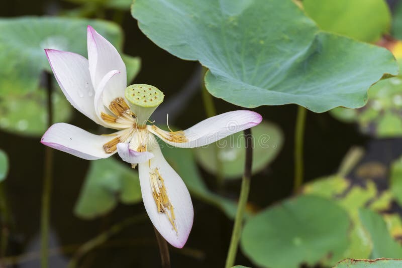 Wilted lotus flower stock image. Image of shriveled - 251271961