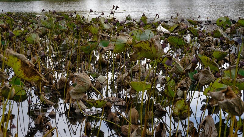 Wilted Lotus Leaves in Autumn Stock Photo - Image of lotus, nature ...